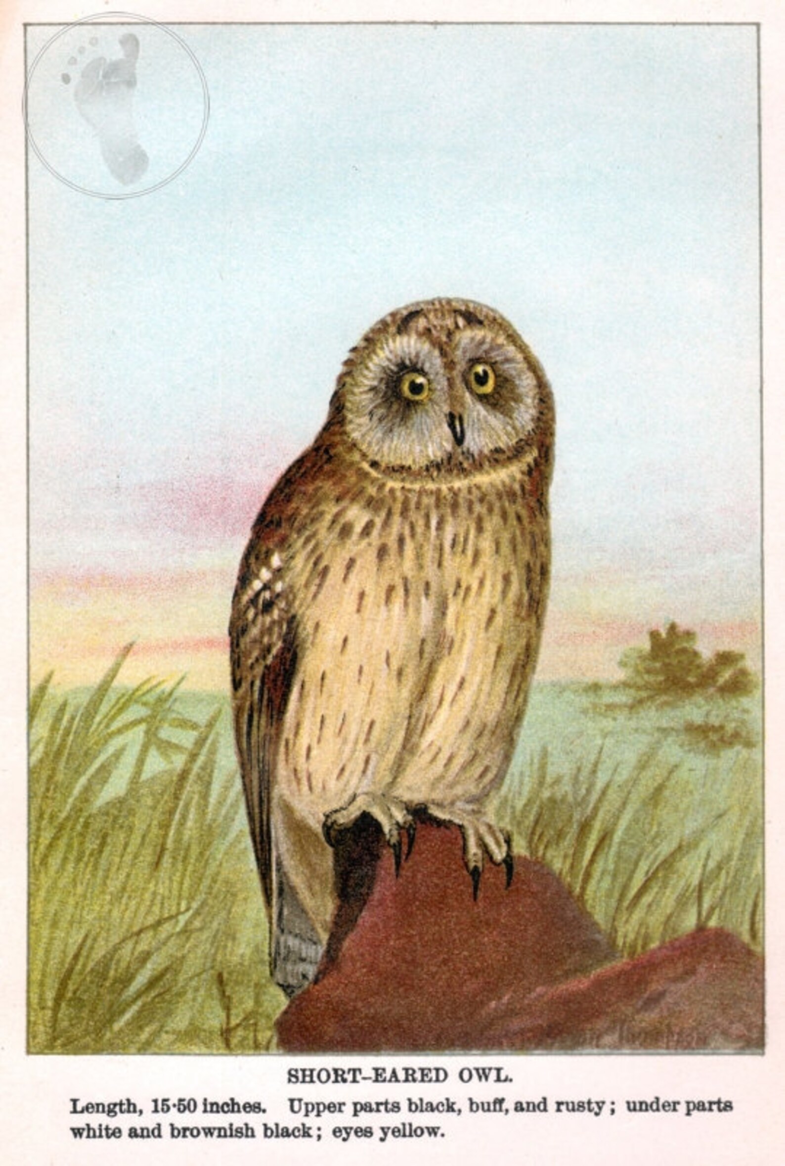 Cabin Art Scientific Bird Print by the Famous Naturalist - Etsy