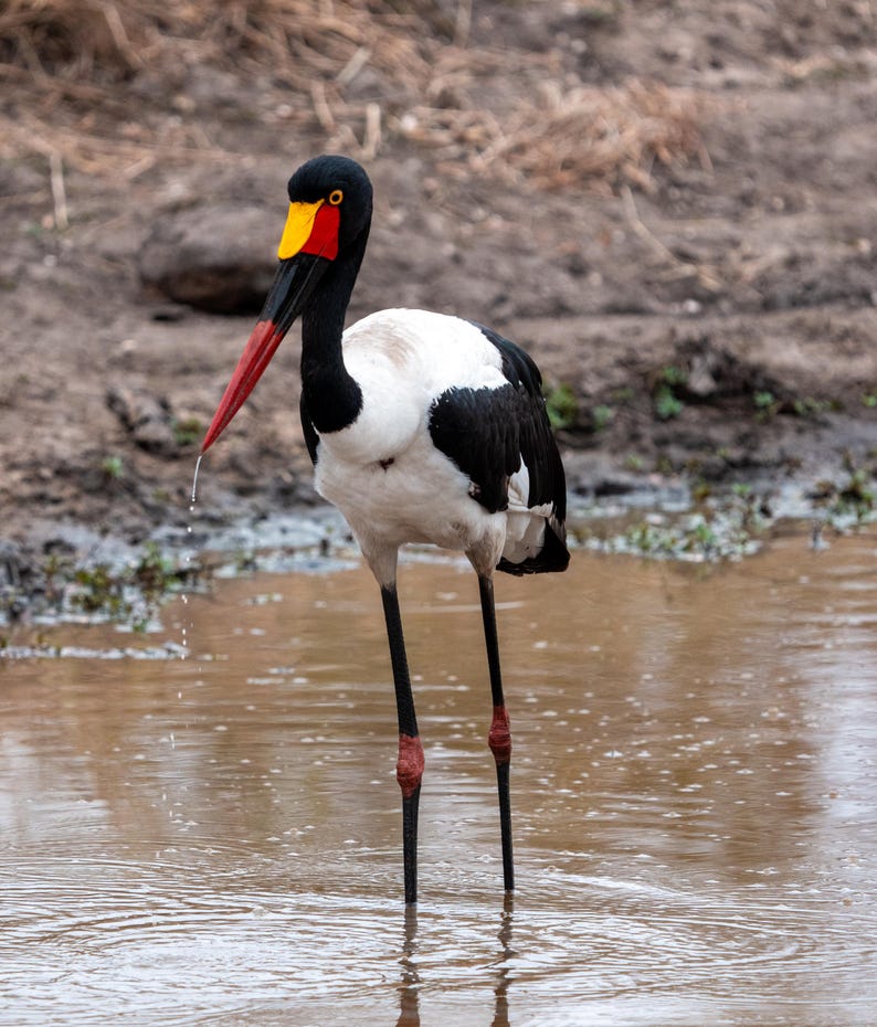 Saddle-billed Stork Photos From Kruger South Africa 2025 - Etsy