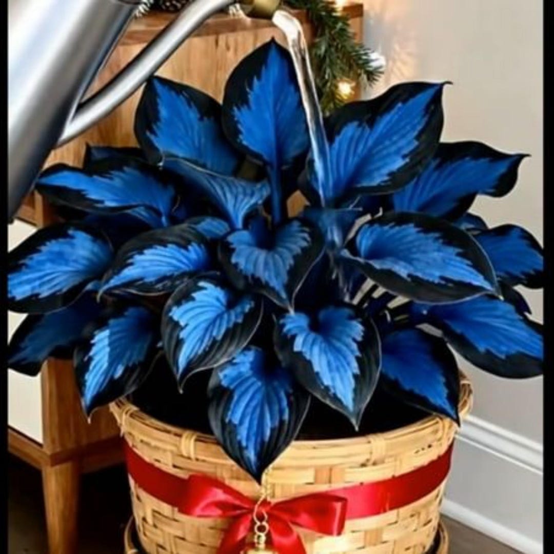 290+ Blue & Black Hosta Seeds – Rare Perennial Heirloom Shade Garden ...