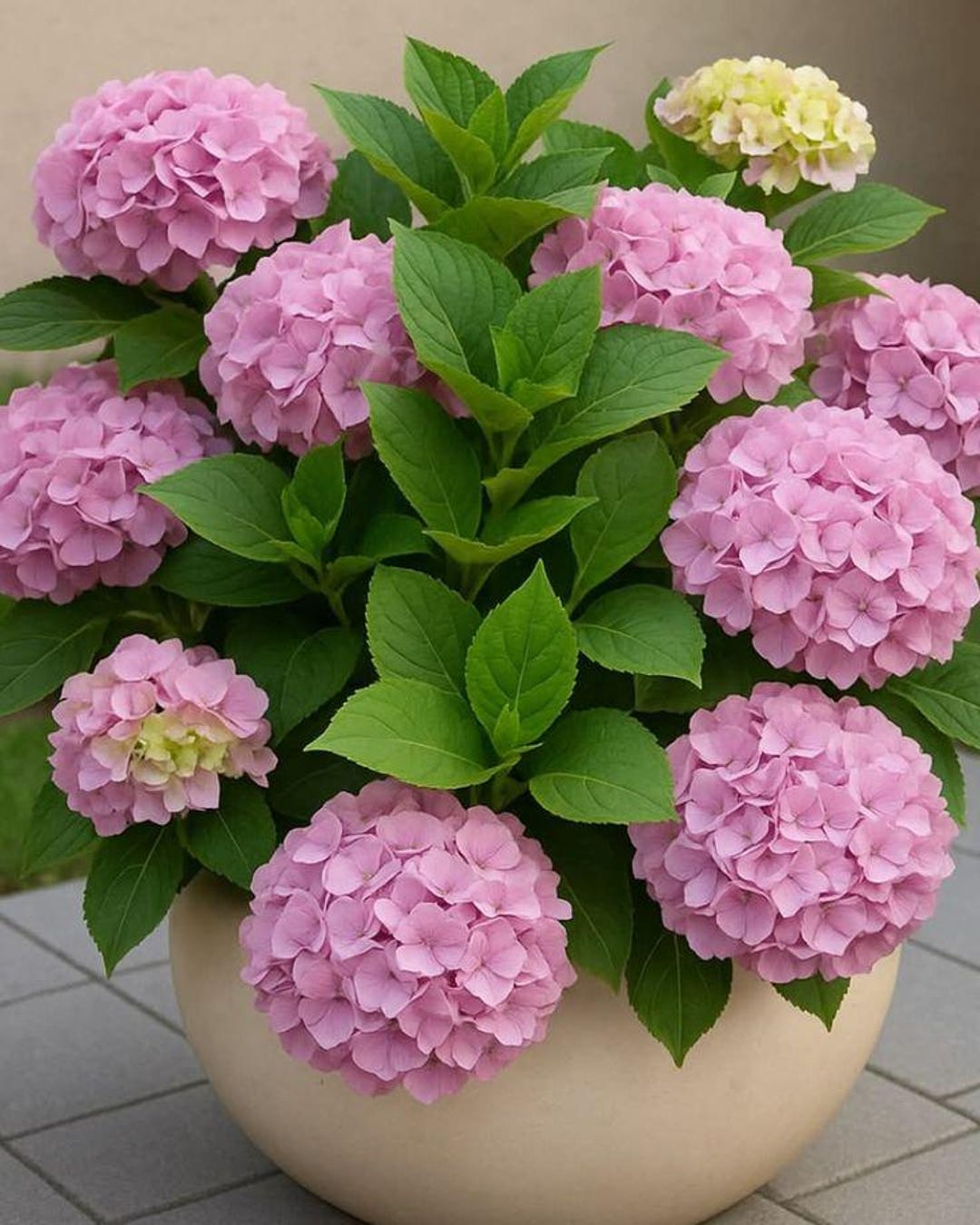 100+ Mixed Hydrangea Seeds | Macrophylla Snowball Fast Growing Shrub - Etsy