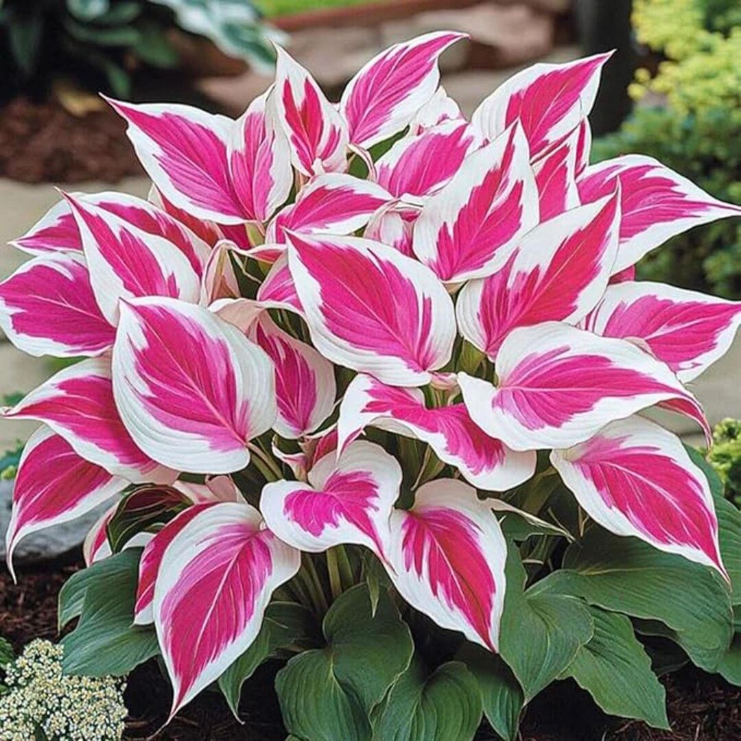 400+ Pink Rare Hosta Seeds – Heart-shaped Foliage Plant for Shaded ...