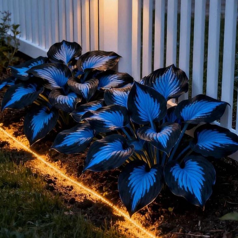 Black Leaf Hostas Plants - Etsy