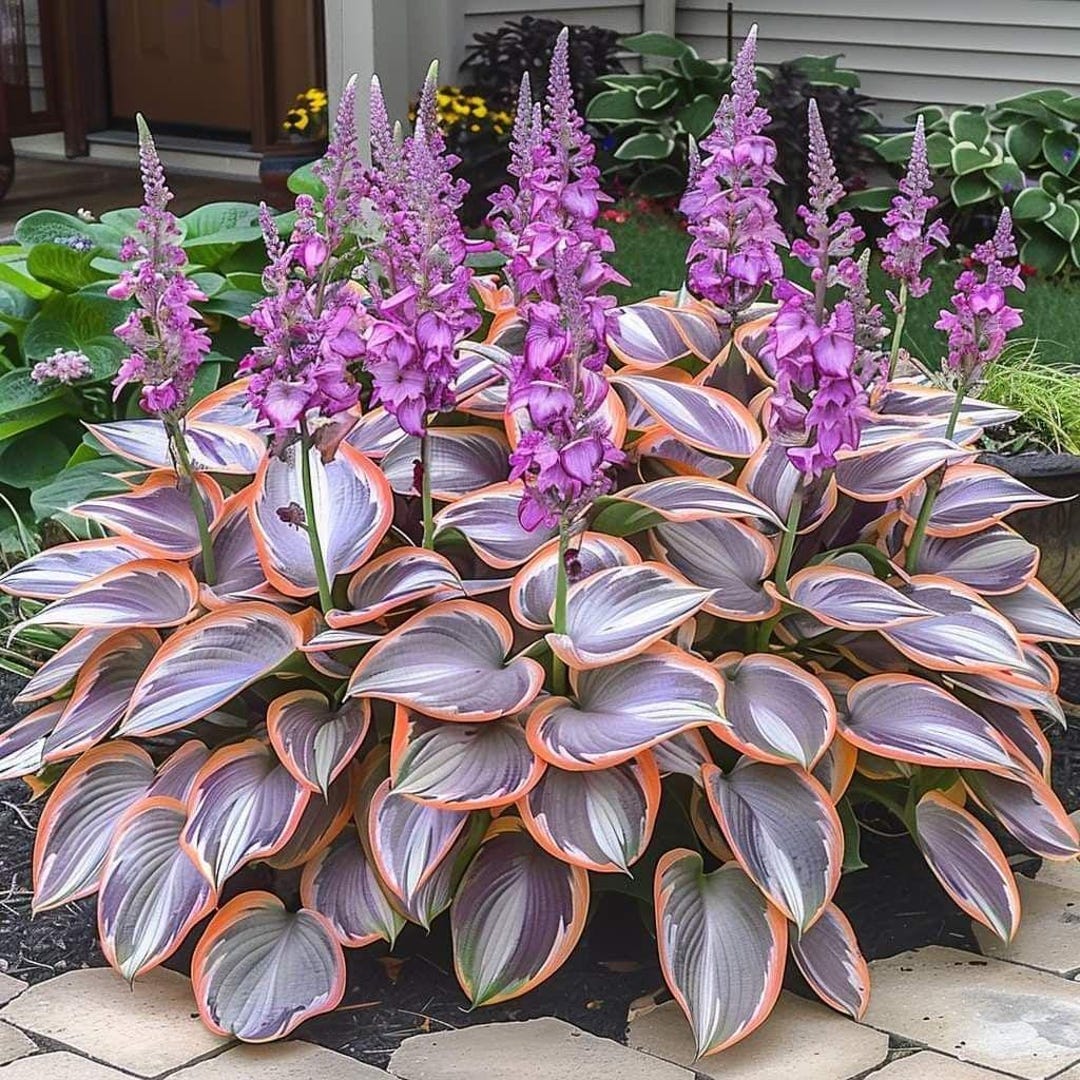 350+ Grey & White Hosta Seeds | Shade Garden Plants | Heart-shaped ...