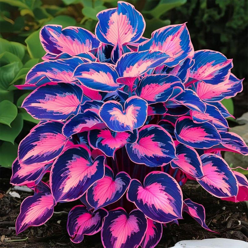 340PCS Blue & Pink Hosta Seeds – Shade-loving Perennial Foliage Plant ...