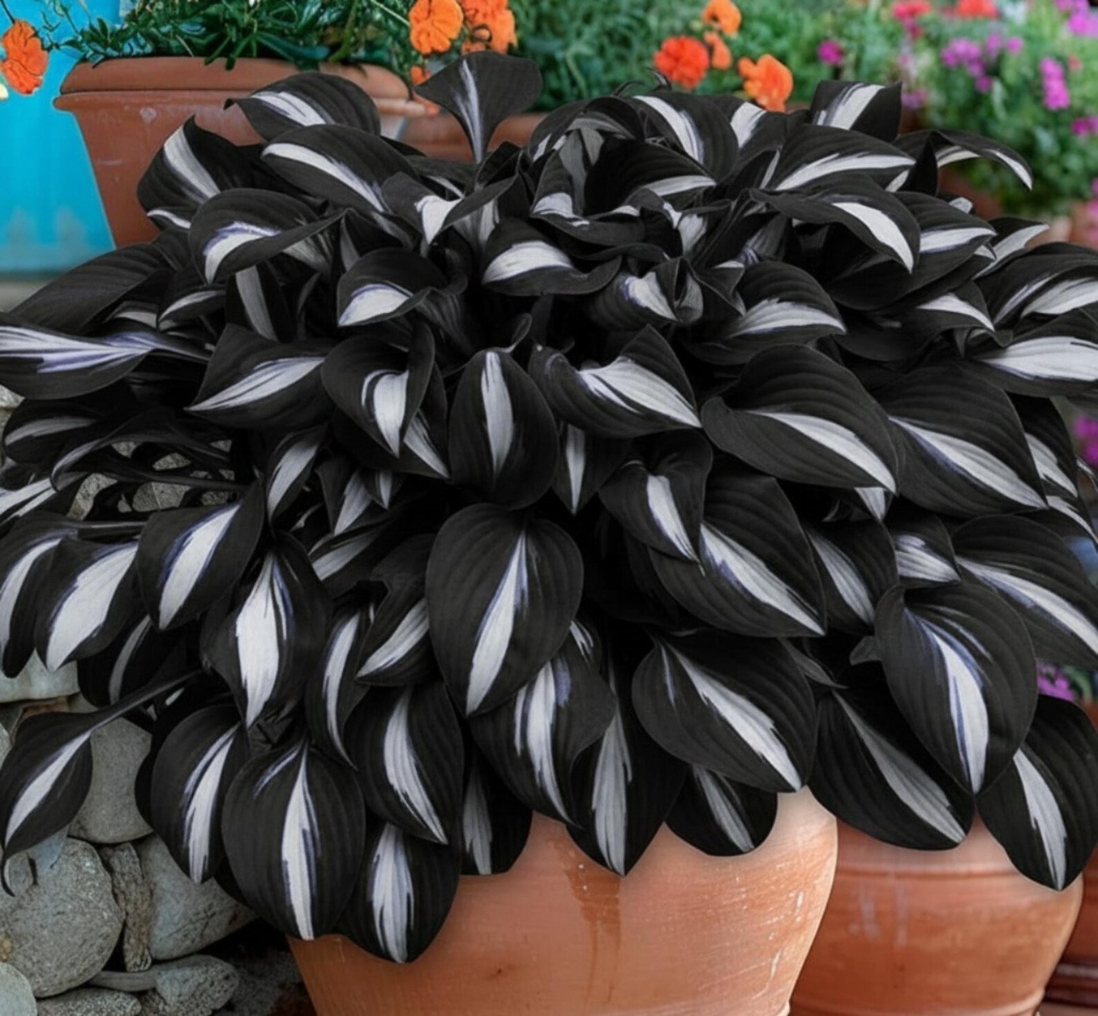 330+ Black & White Hosta Seeds – Shade-tolerant Perennial for Pots or ...
