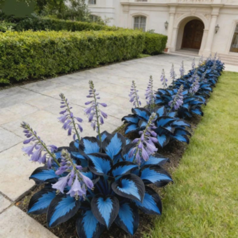 Blue and Black Hostas - Etsy
