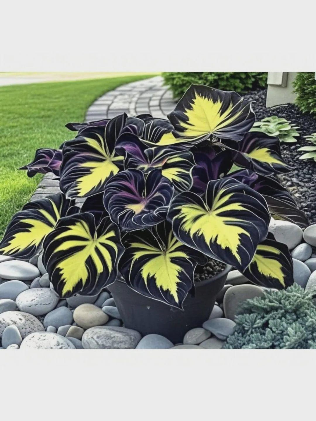 100+ Monstera Seeds Heirloom Variegated Shade Garden Pots Fast Growing ...