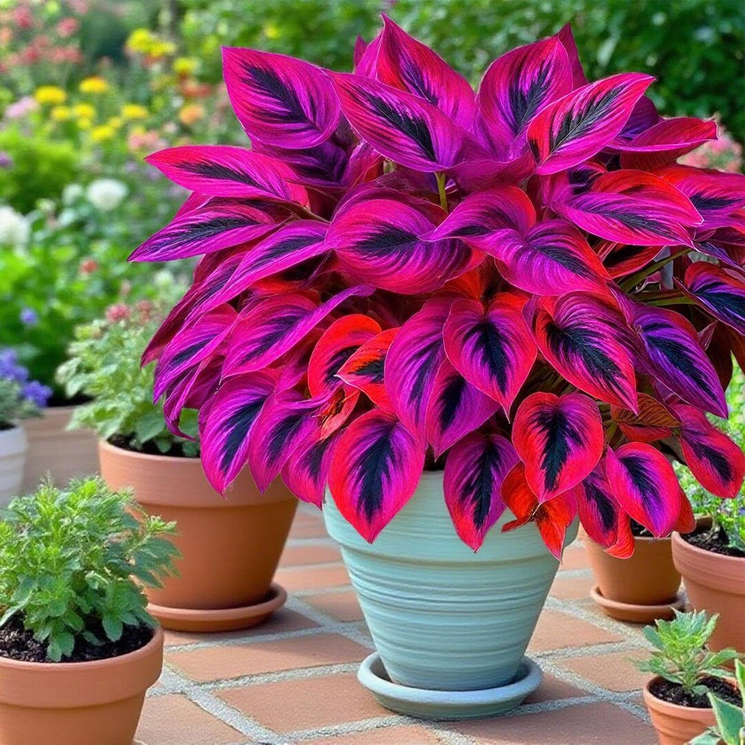 330+ Pink & Blue Hosta Seeds – Shade-tolerant Perennials for Ground ...