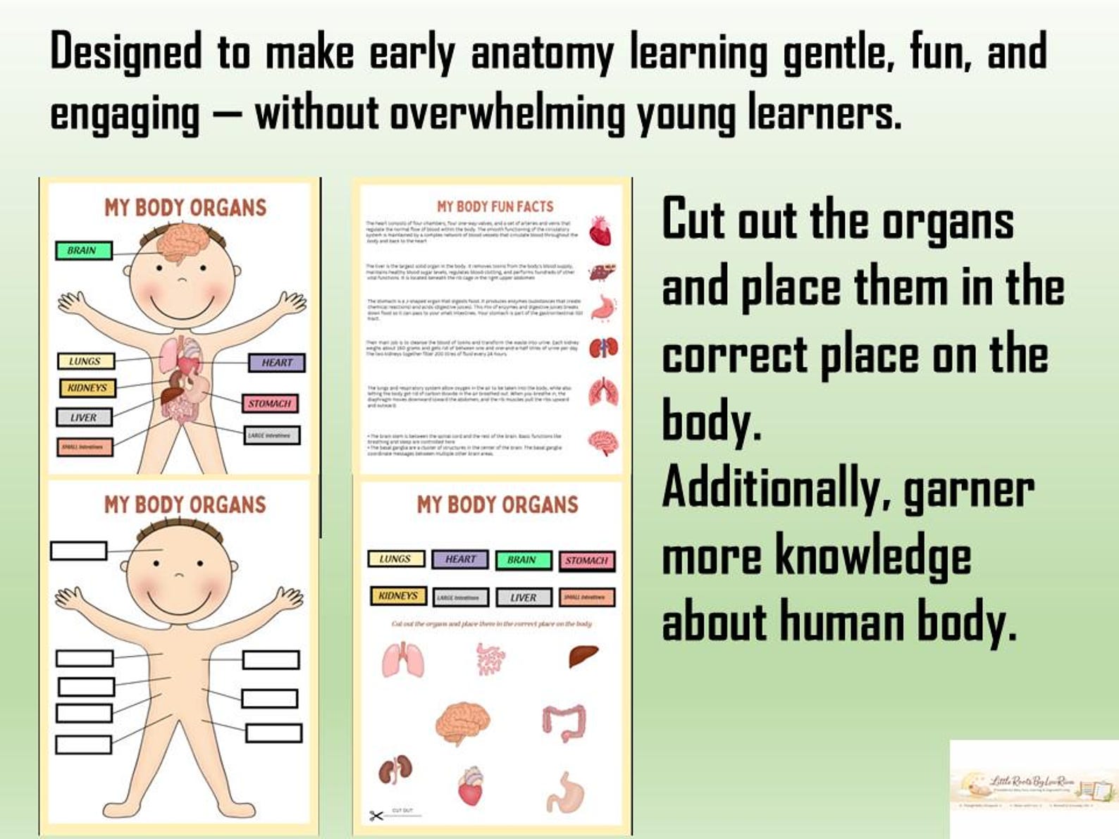 My First Human Anatomy Busy Book- A Busy Printable PDF for Kid and ...