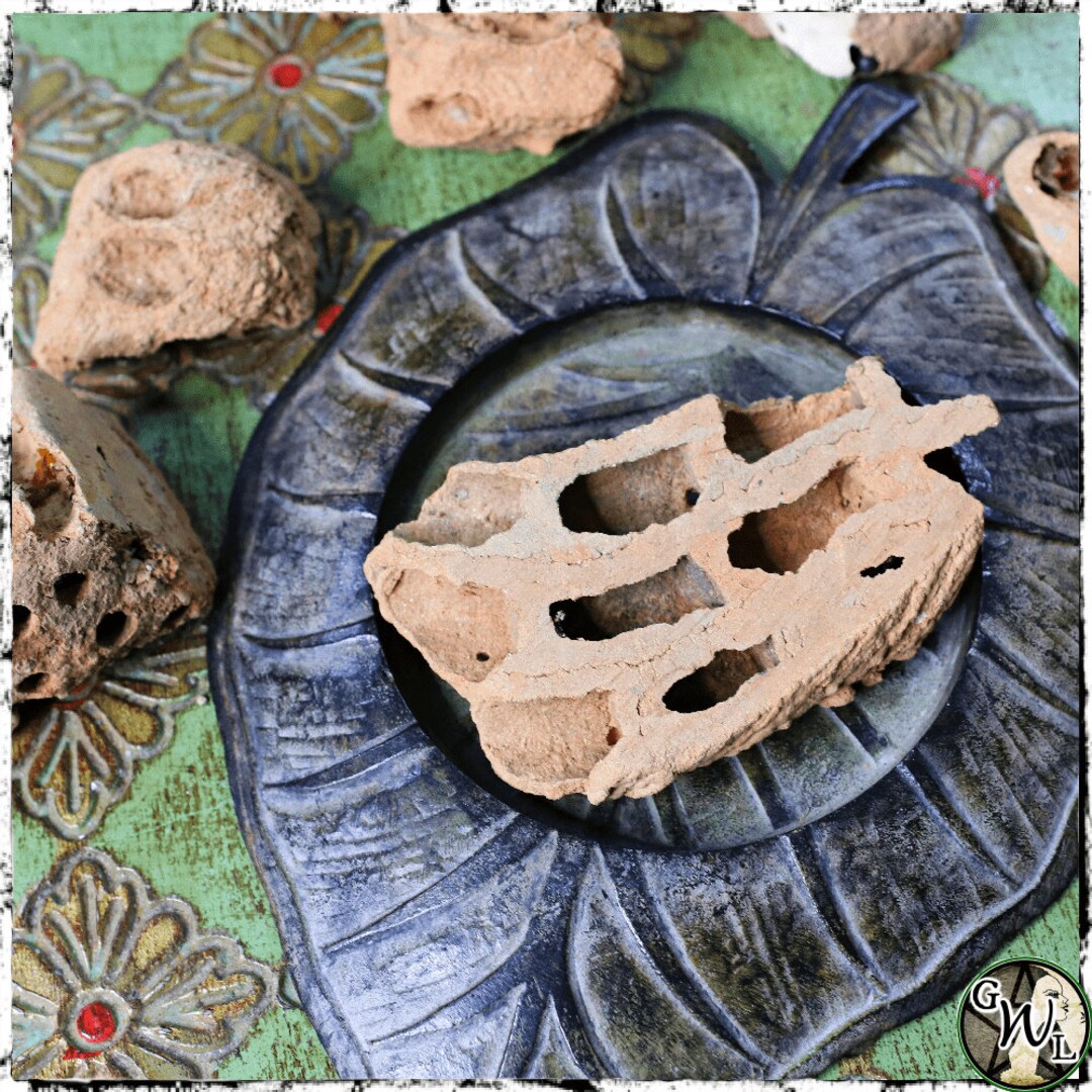 Dirt Dauber Nest, Pipe Organ Wasp Nest Persuasion, Success, Family ...