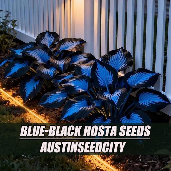 Blue and Black Hostas - Etsy