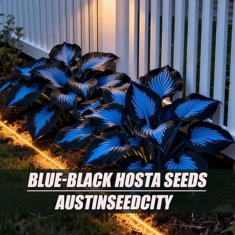 Plant host - Etsy.de