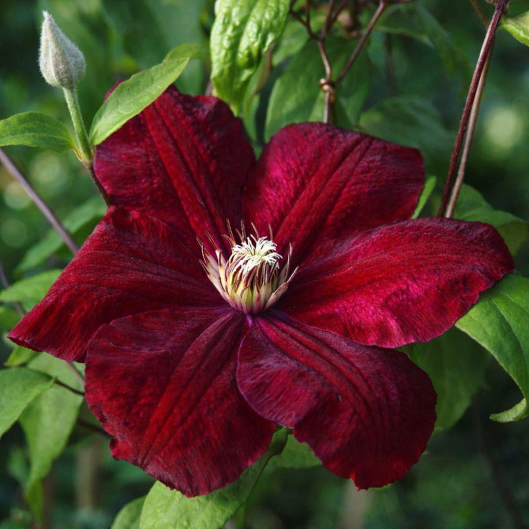 25 Rouge Clematis Seeds: Red Climbing Vine, Hardy Perennial Flower ...