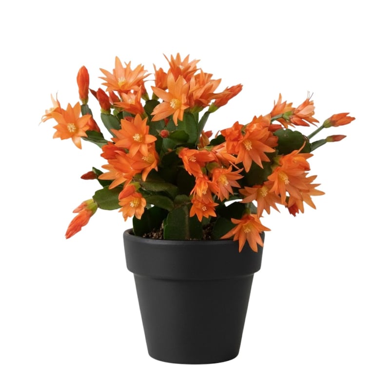 6 Thanksgiving Cactus - Etsy