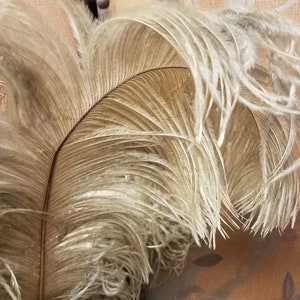 Antique Ostrich Feathers, Antique Cream, Grey and Black Bunch With a ...
