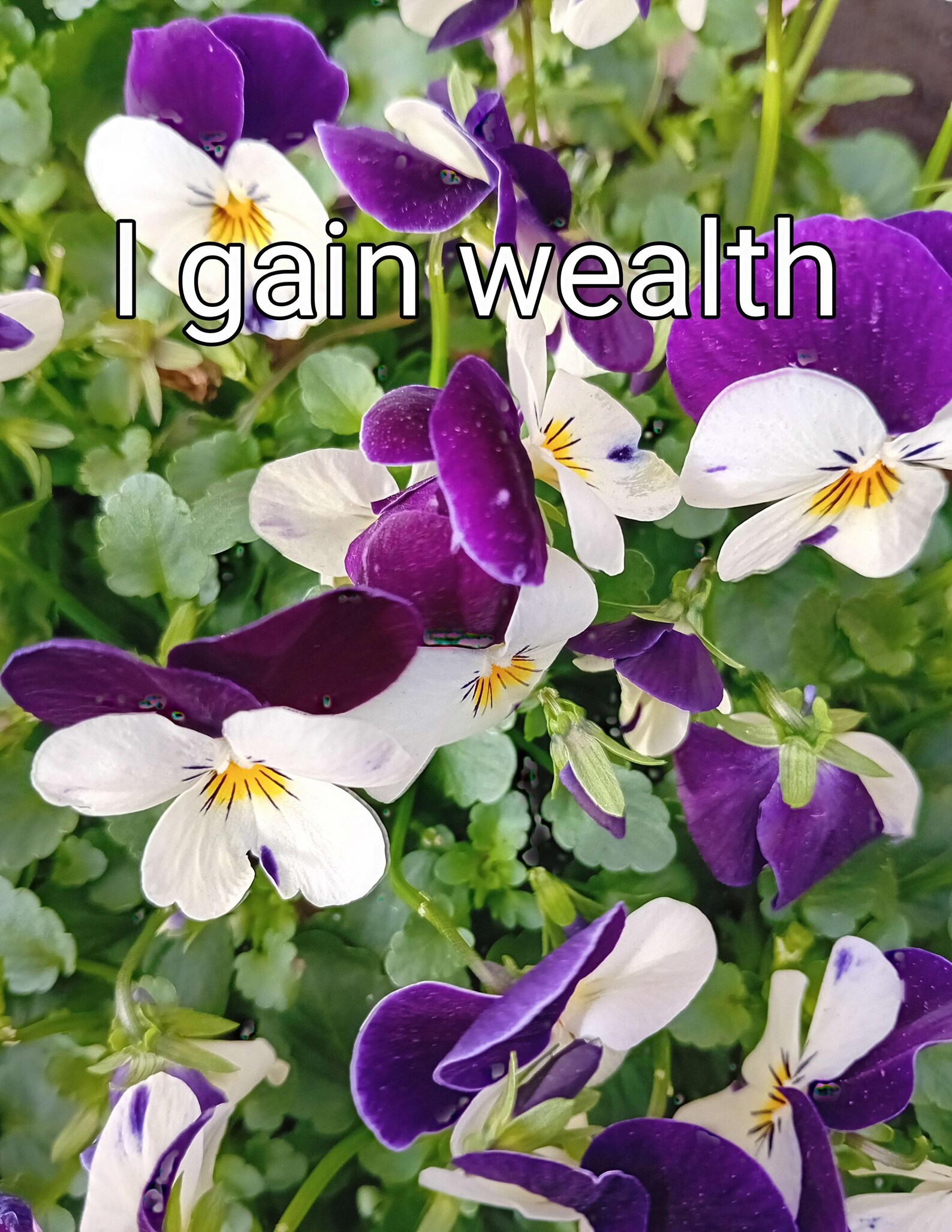 I Gain Wealth – Affirmation Printable Wall Art | Calm Floral Decor ...