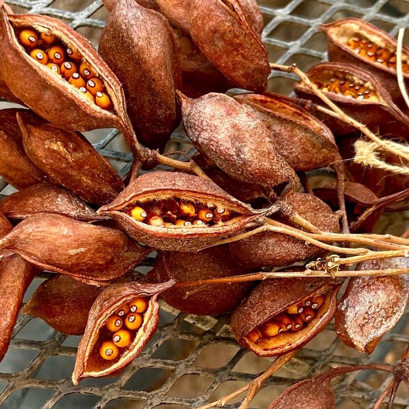 Dried Seed Pods - Etsy