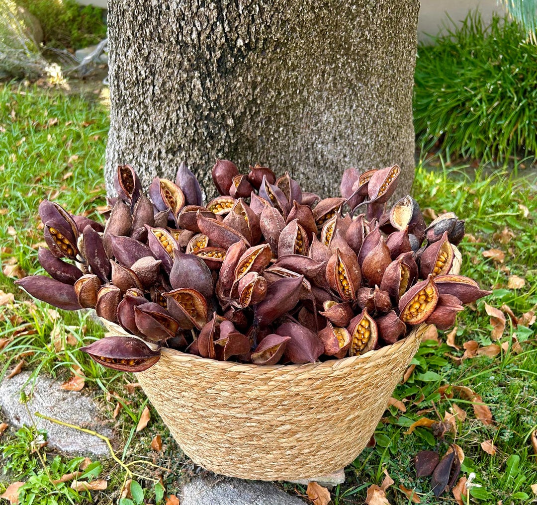 Brachychiton Seed Pods Seed Pods, Kurrajong Seed Pods, Crafts, Wreath ...