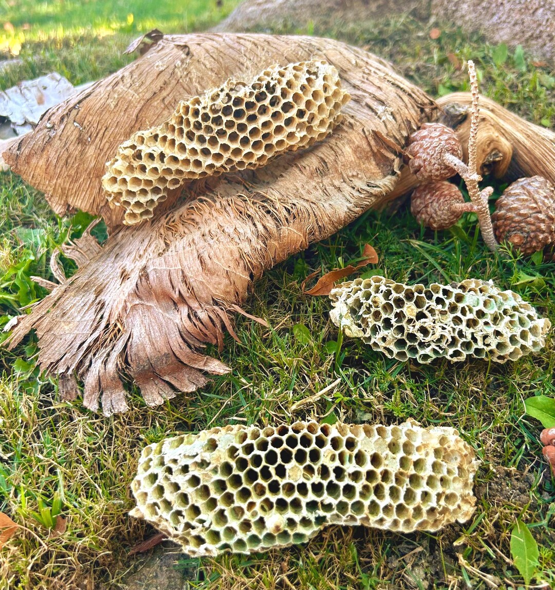 Real Wasp Nests (3) Built on Southern California Palm Tree, Paper Wasp ...