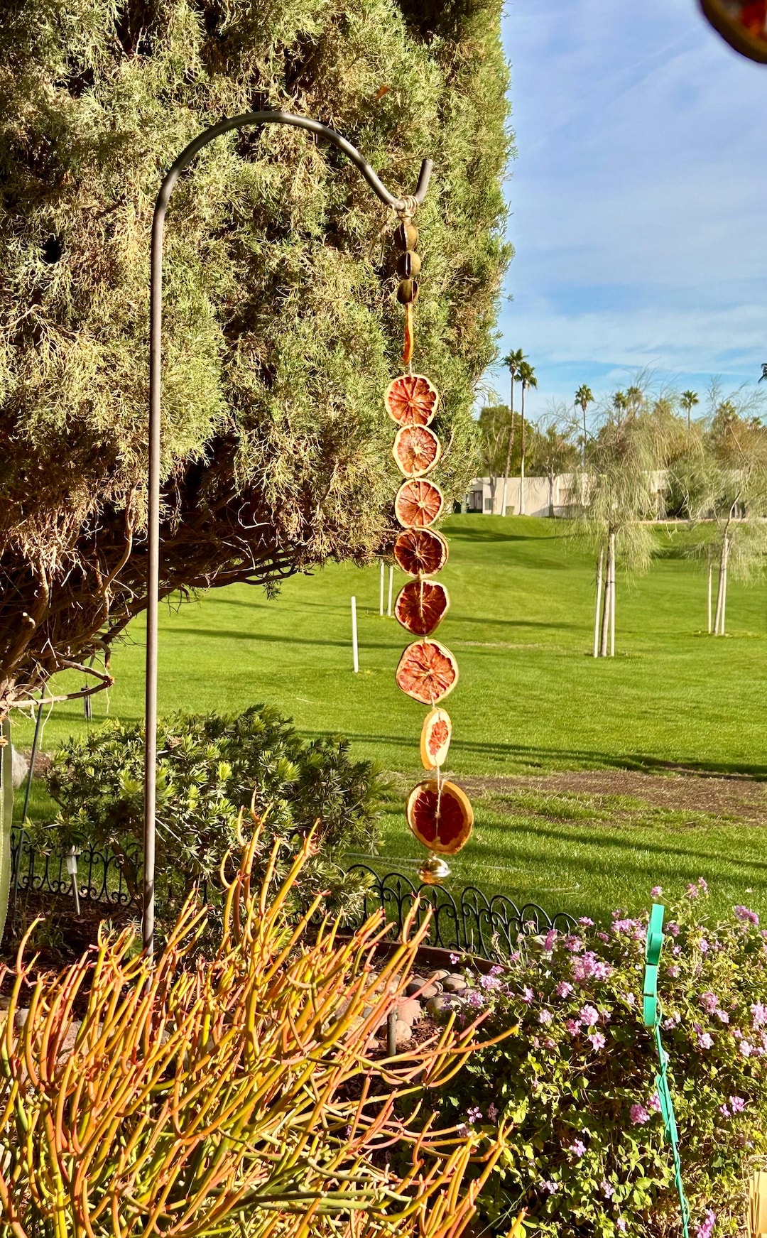 Garden Sun Catcher Pink Grapefruit Wheel Natural Decor Dried Citrus - Etsy