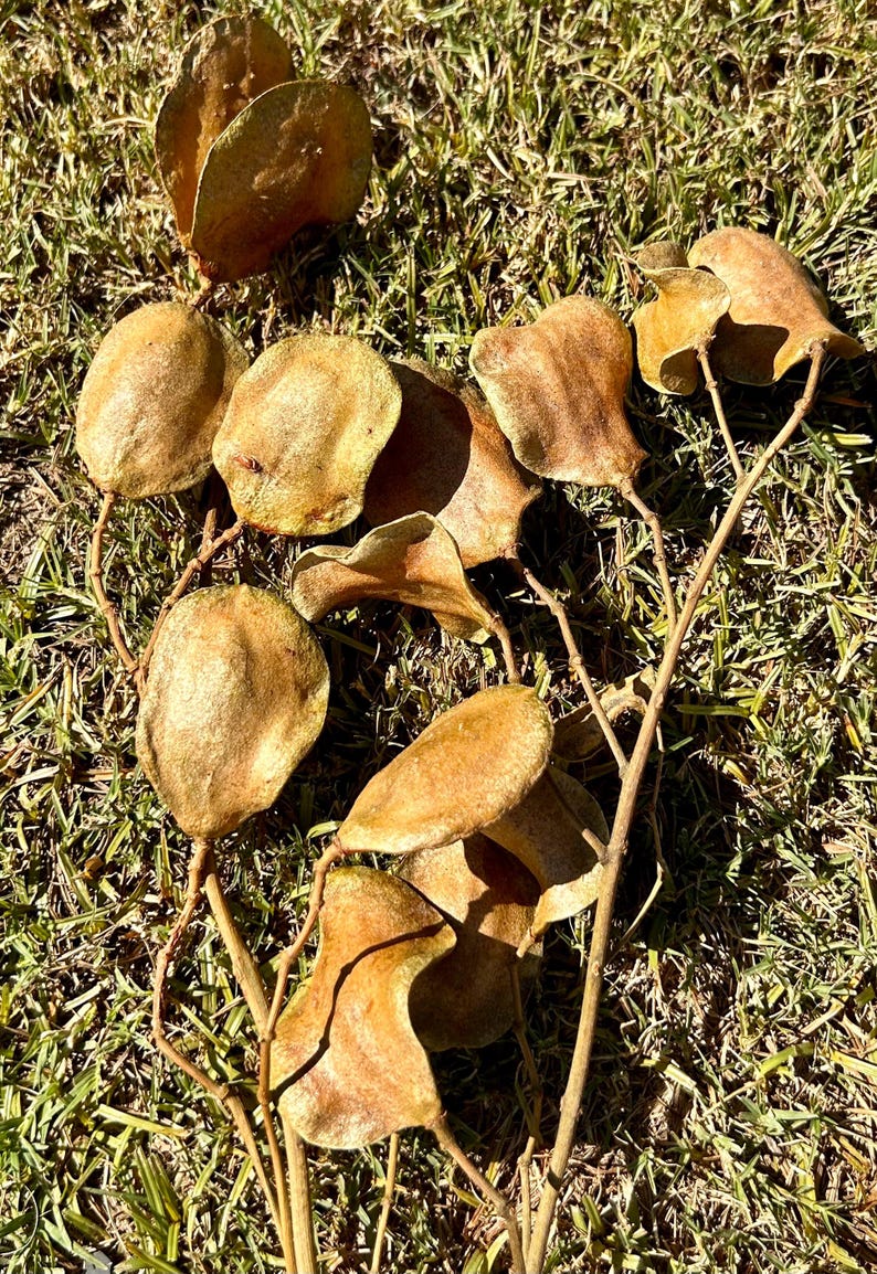 Dried Jacaranda Seed Pods With Stems: Rustic Boho Decor - Etsy