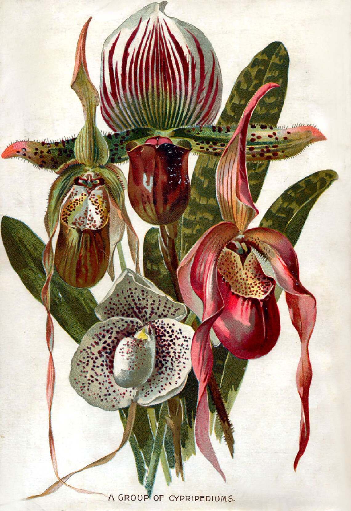 Pitcher and Manda Back Seed Company Bright Colorful Print Vintage ...