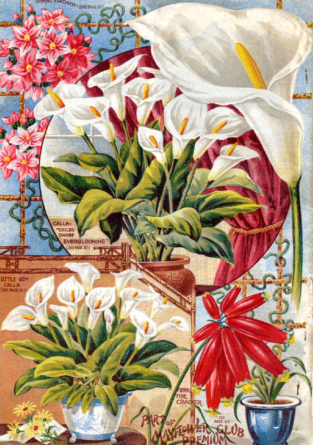 Mayflower Plant Seeds