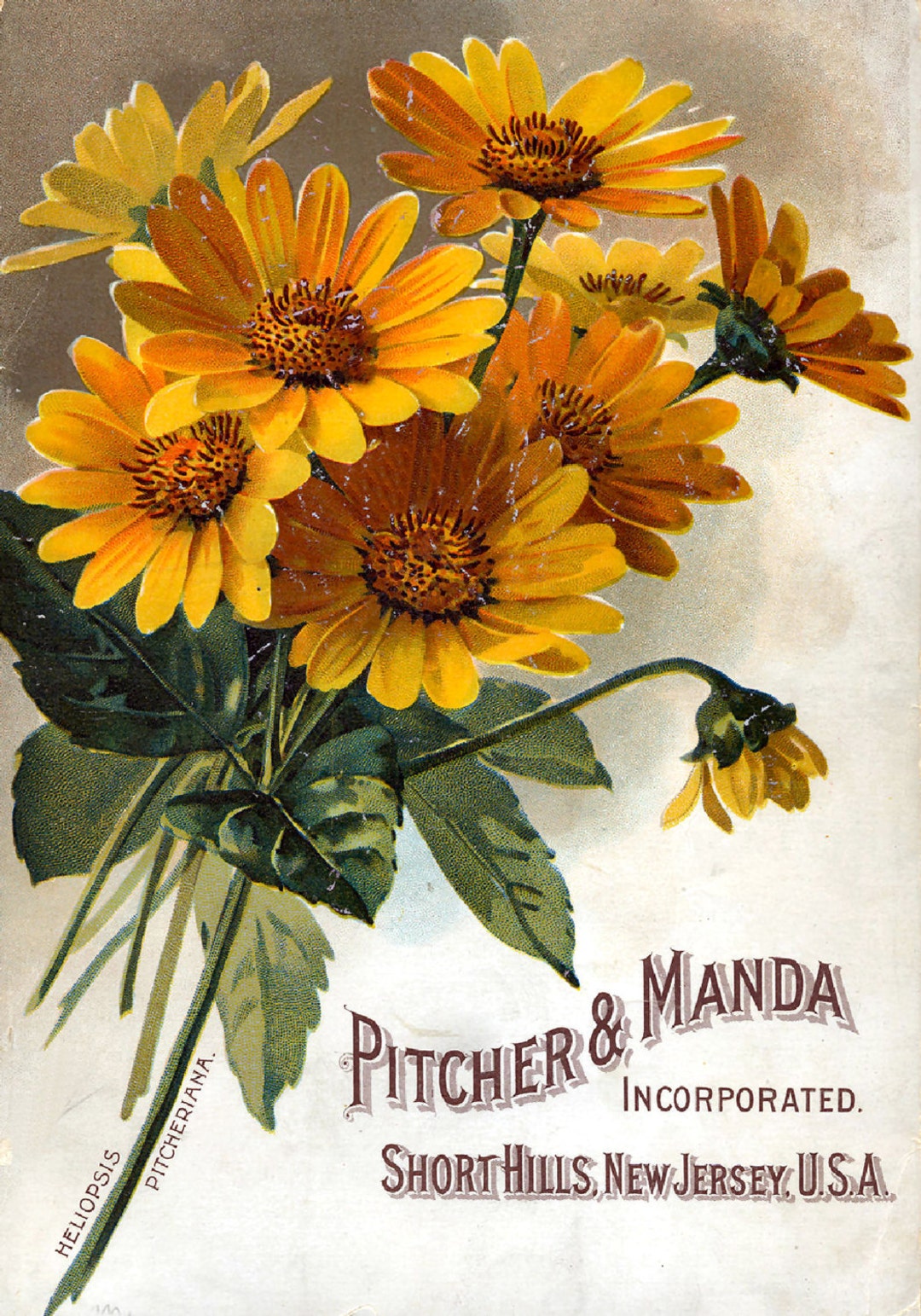 Pitcher and Manda Seed Company Bright Colorful Print Vintage ...