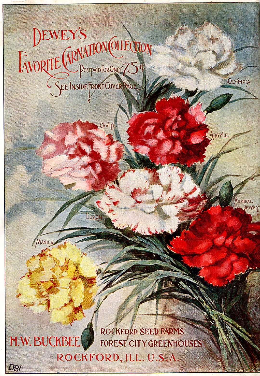 Dewey's Favorite Carnation Collection Seed Company Bright Colorful ...
