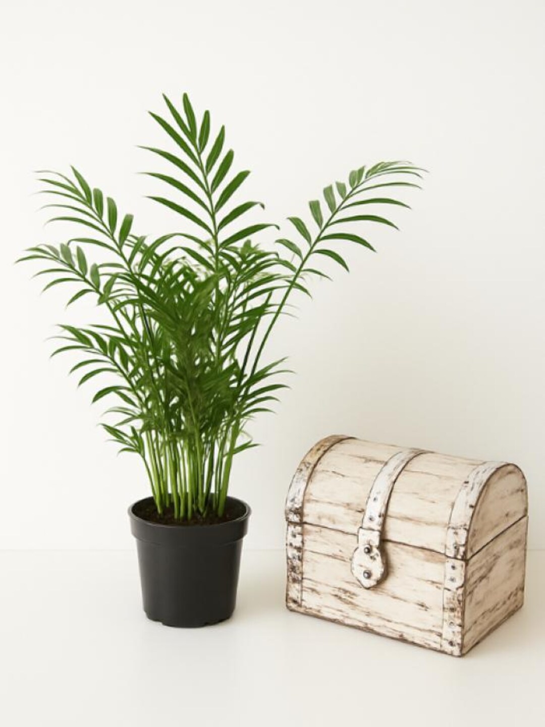 Parlor Palm (neanthe Bella Palm) – Live Houseplant – 4 Inch Pot – Easy ...