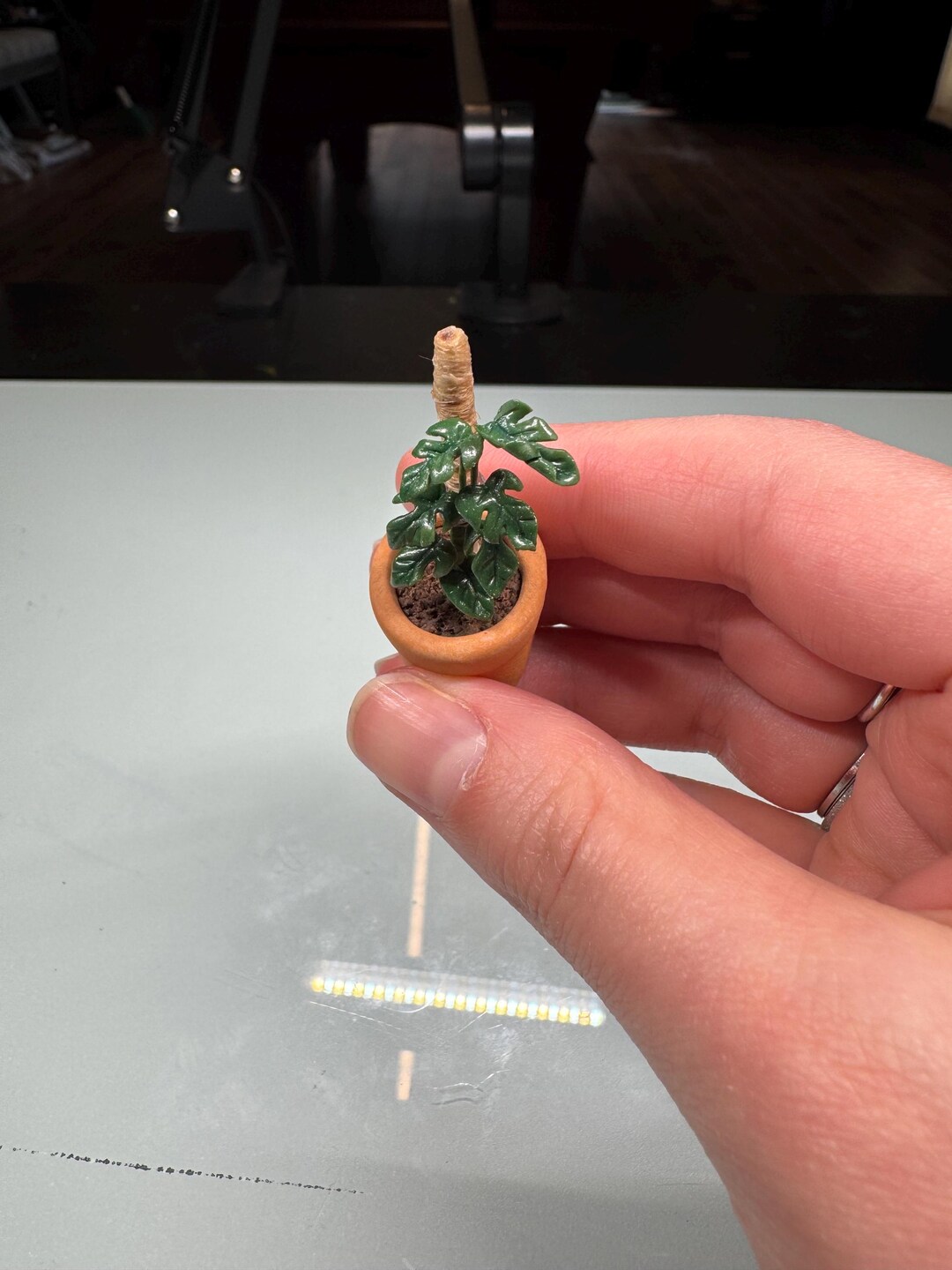 Miniature Rhaphidophora Tetrasperma Aka Mini Monstera. - Etsy