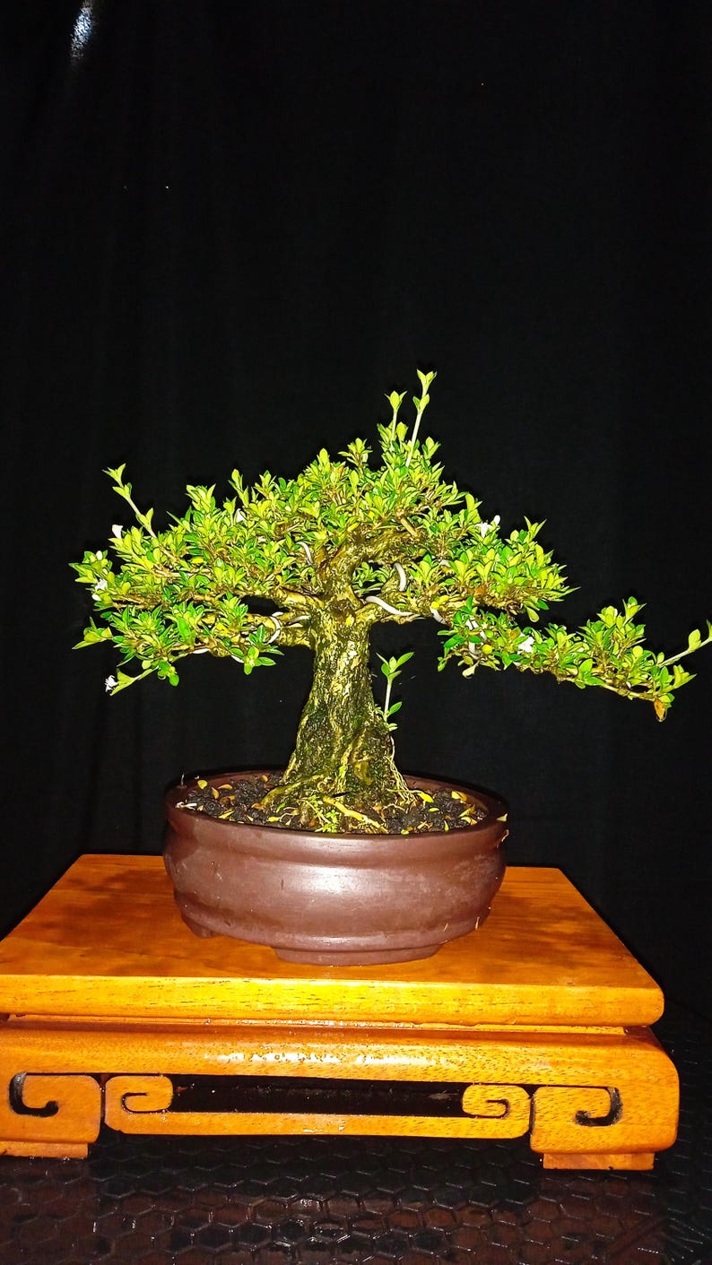 Serissa Foetida Bonsai Tree/real Picture/free Phytosanitari - Etsy