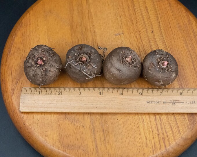Amorphophallus Konjac 2" Voodoo Lily Corpse Flower Bulbs Corms (1 per ...