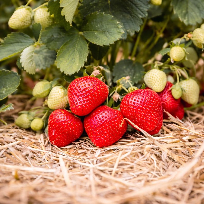 12 Sweet Charlie Strawberry Plants – Bare Root Fruit Starts for Garden ...
