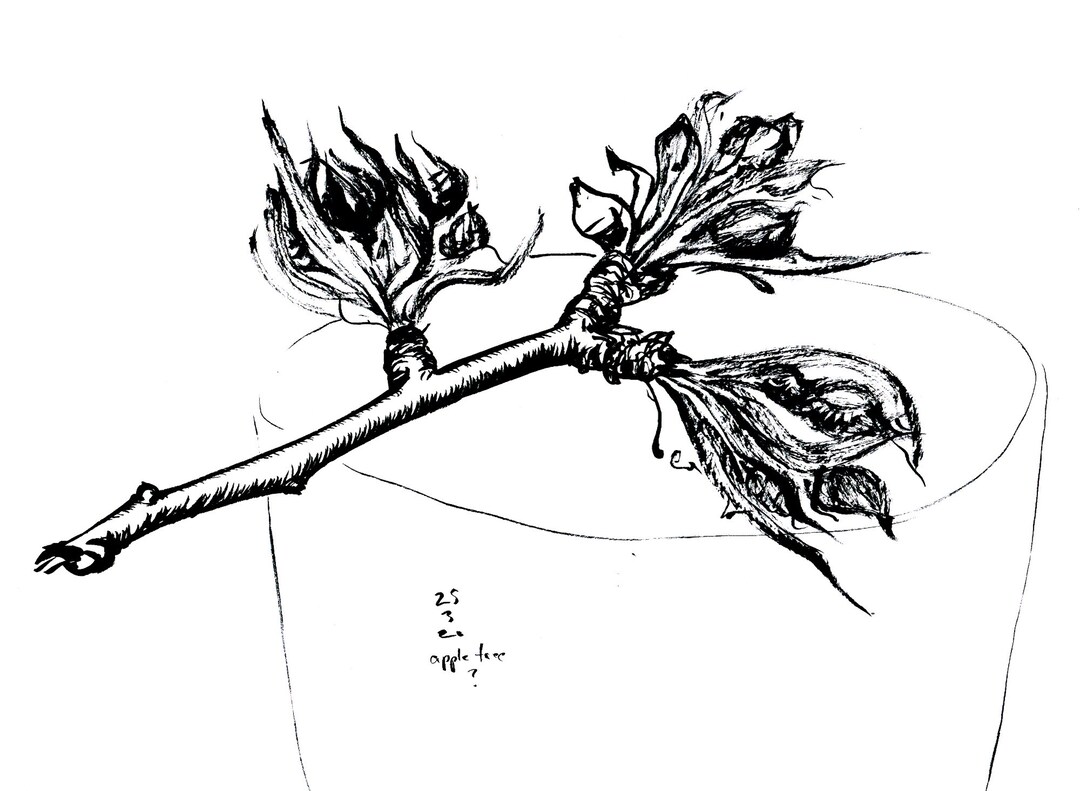 Plant Drawing: Apple Buds - Etsy
