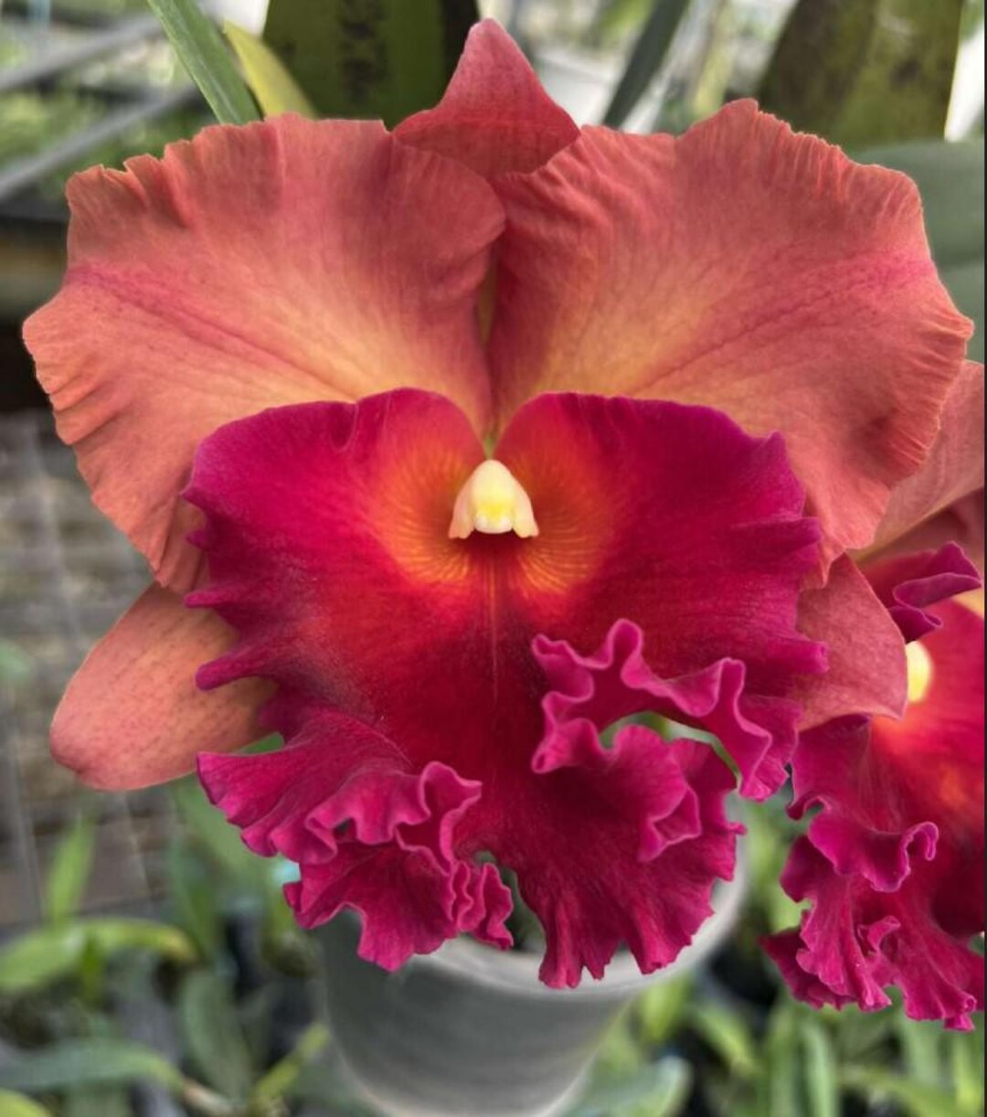 Cattleya Orchid Plant (rlc. Hey Song), Bloom Size - Etsy