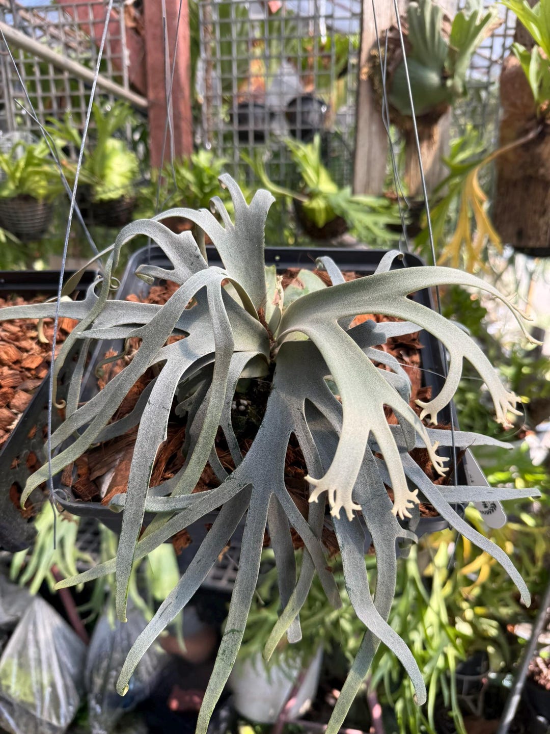 Platycerium Willinckii 'jenny '1 Plant Rare Silver Staghorn Fern ...