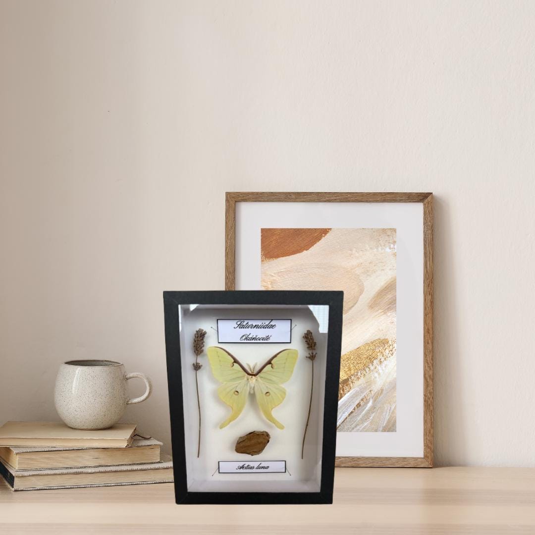 REAL Framed Luna Moth With a Real Cocoon in a Black Frame - Etsy