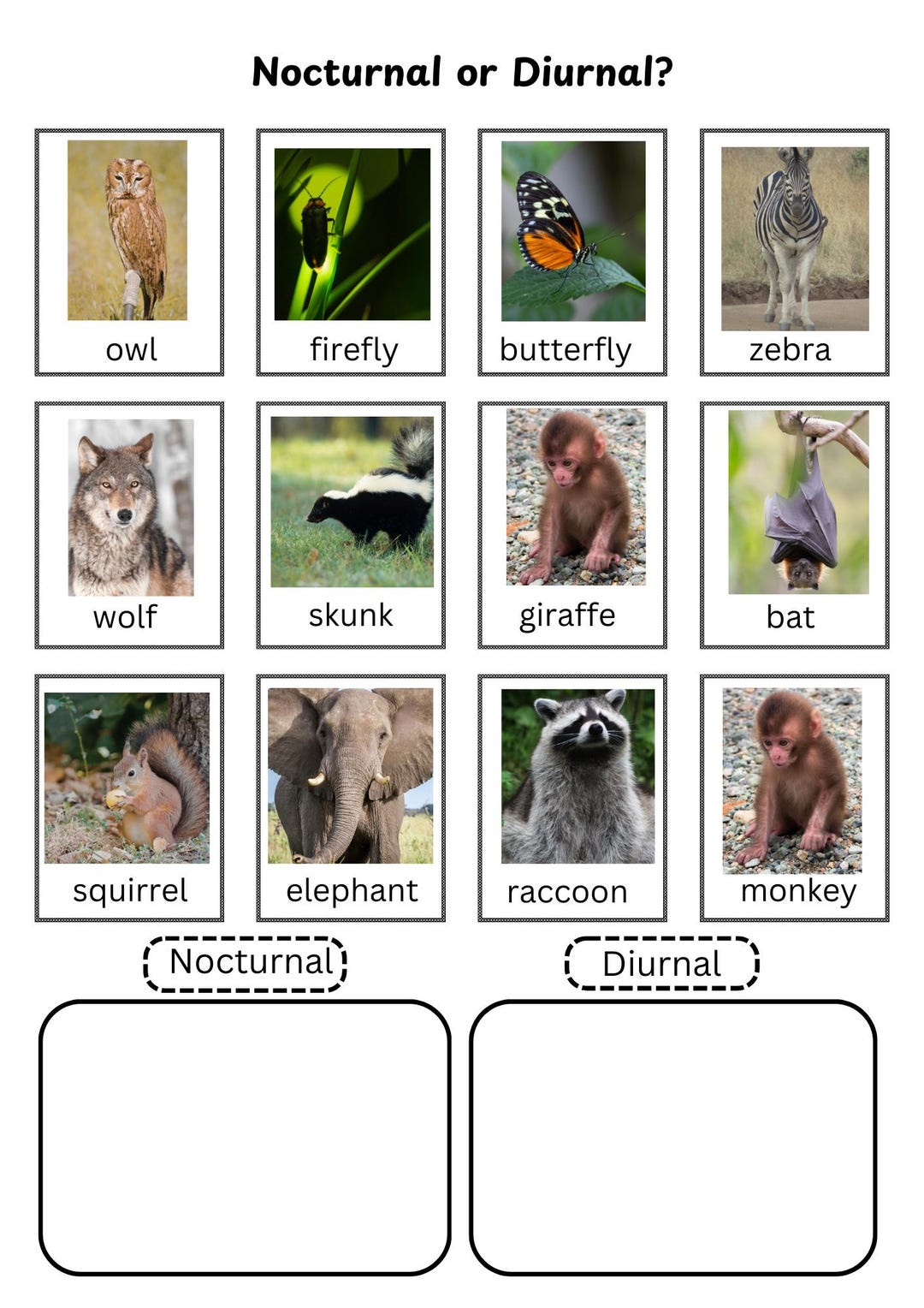Nocturnal and Diurnal Animals Worksheet | 4x3 Sorting Grid | Night and ...