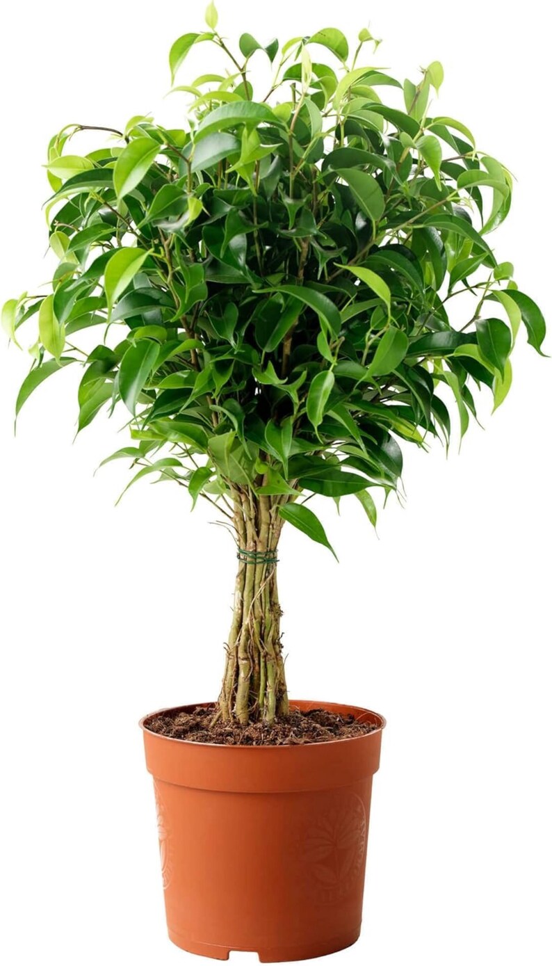 Ficus Benjamina Bonsai Seeds | Weeping Fig Tree - Etsy
