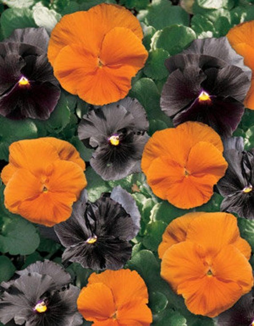 Panola Halloween Mix Viola Pansy Seeds Cold Hardy Flowers - Etsy