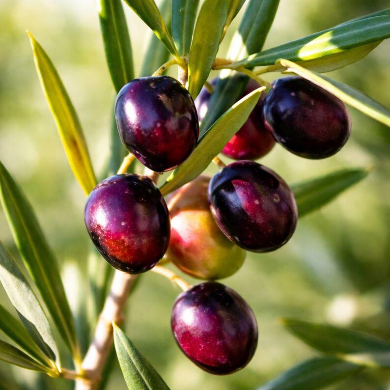 10 Canino Olive Tree Seeds: Mediterranean Evergreen Fruit Tree - Etsy