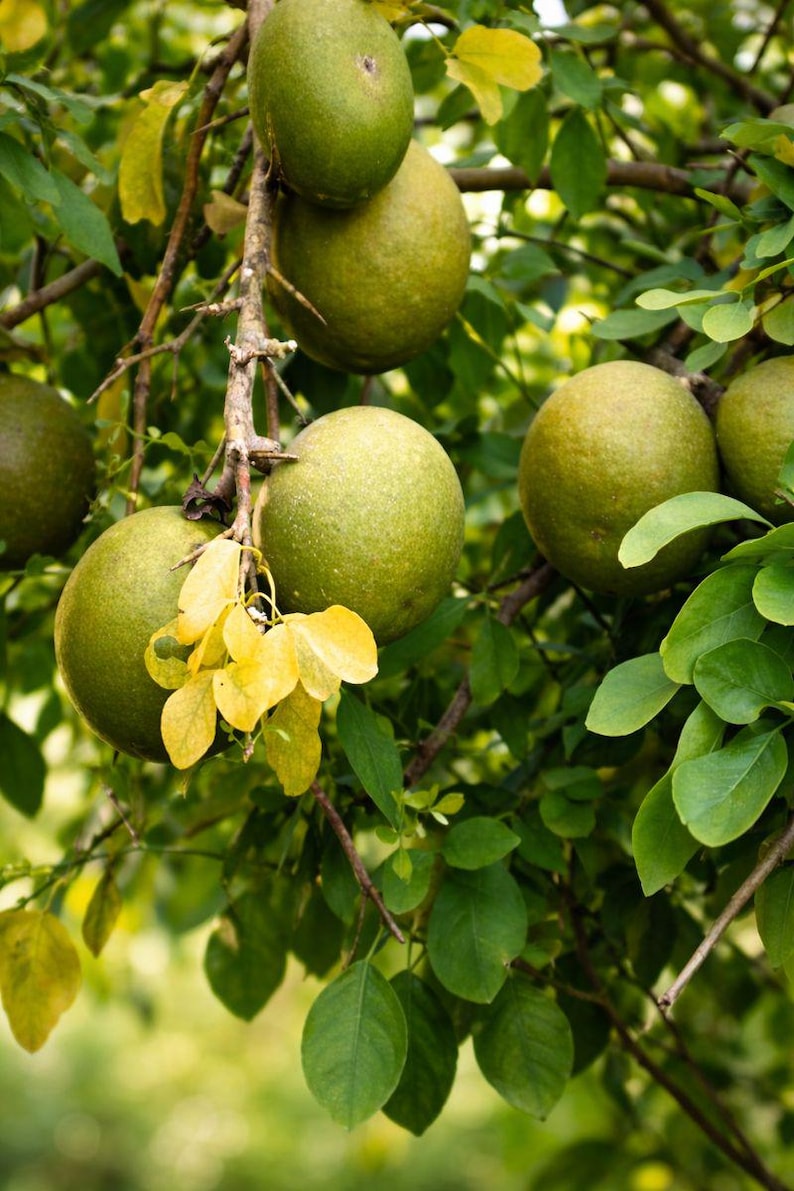 20 Bael Fruit Tree Seeds: Aegle Marmelos Rare Bengal Quince Plant - Etsy