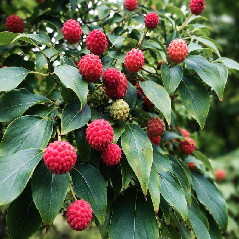 10 Kousa Dogwood Tree Seeds: Milky Way White Flower Ornamental - Etsy