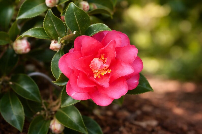 Shishi Gashira Camellia Sasanqua (1) Live Starter Plant: Fall Blooming ...