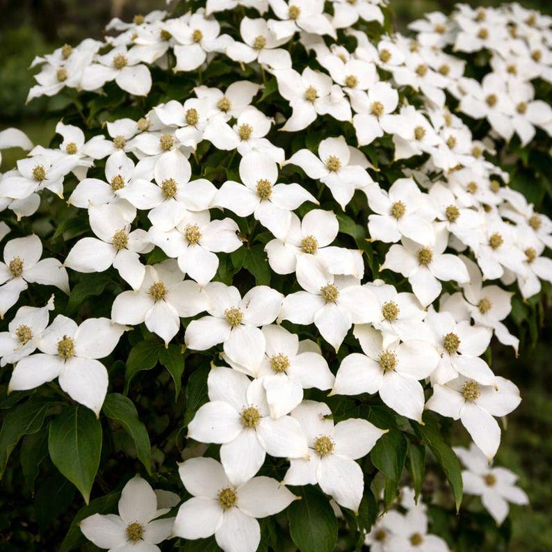10 Kousa Dogwood Tree Seeds: Milky Way White Flower Ornamental - Etsy