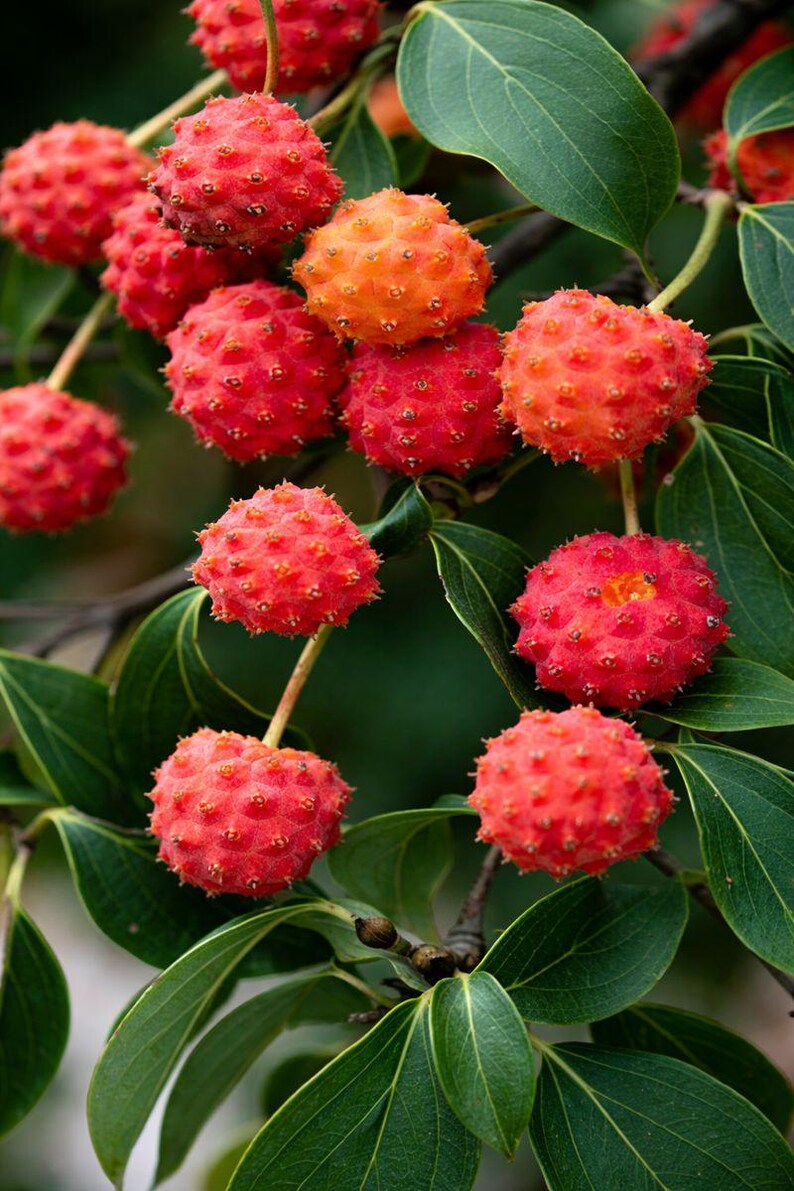 10 Kousa Dogwood Tree Seeds: Milky Way White Flower Ornamental - Etsy