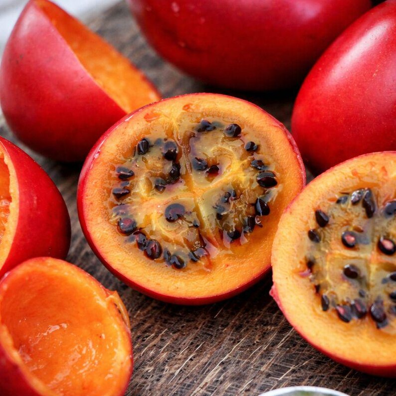 10 Tamarillo Tree Tomato Seeds: Fast Growing Exotic Fruit Plant - Etsy