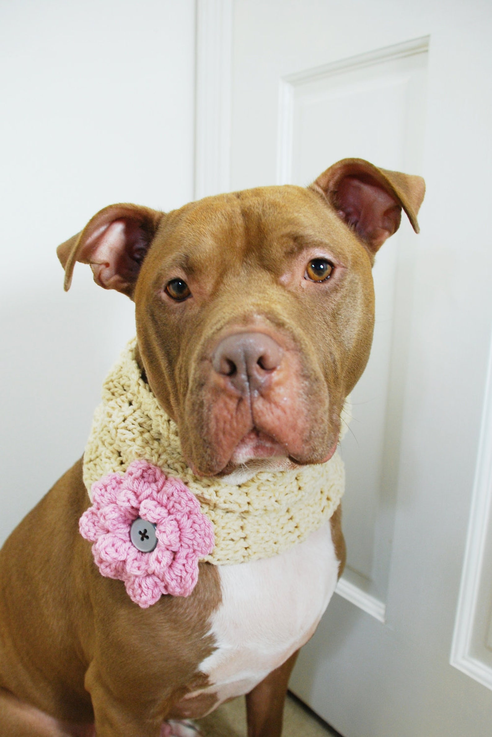 Dog Cowl Beige With Pink Flower Crochet Made to Order - Etsy