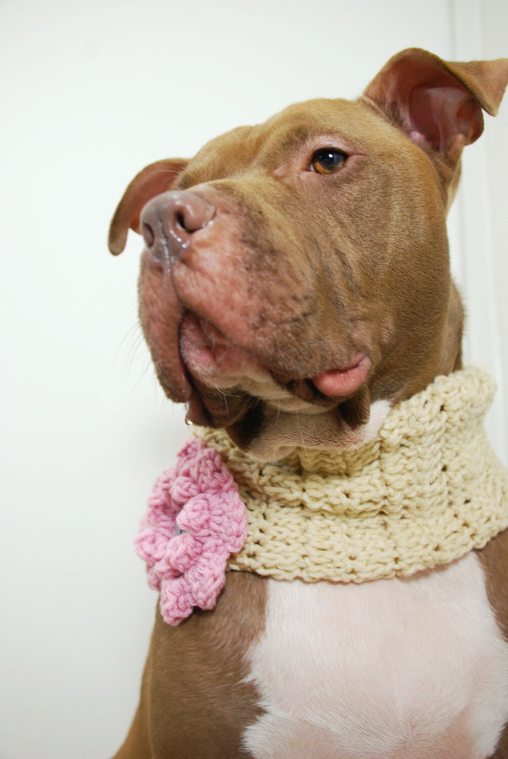 Dog Cowl Beige With Pink Flower Crochet Made to Order - Etsy